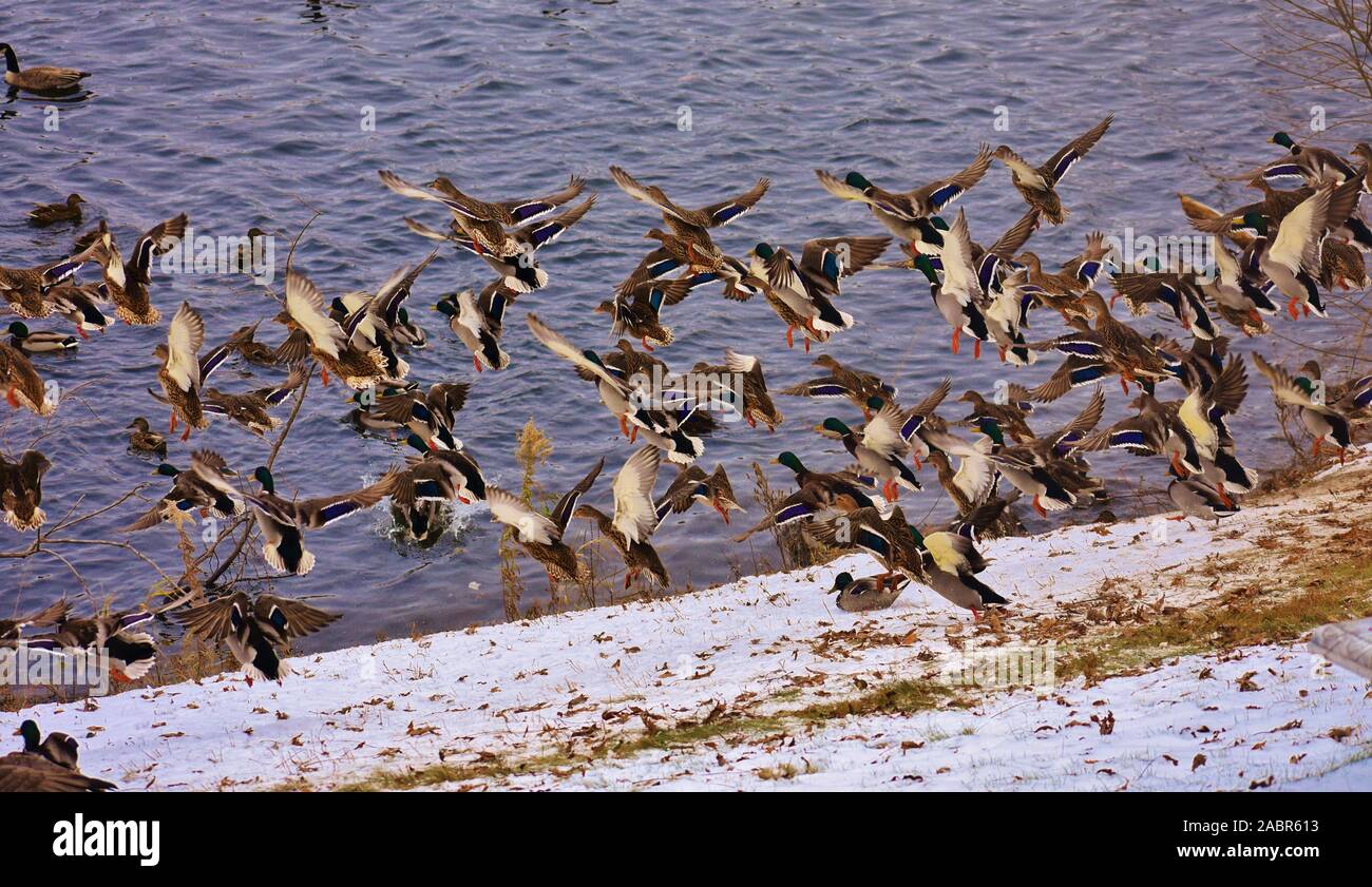 Ducks taking off Stock Photo - Alamy
