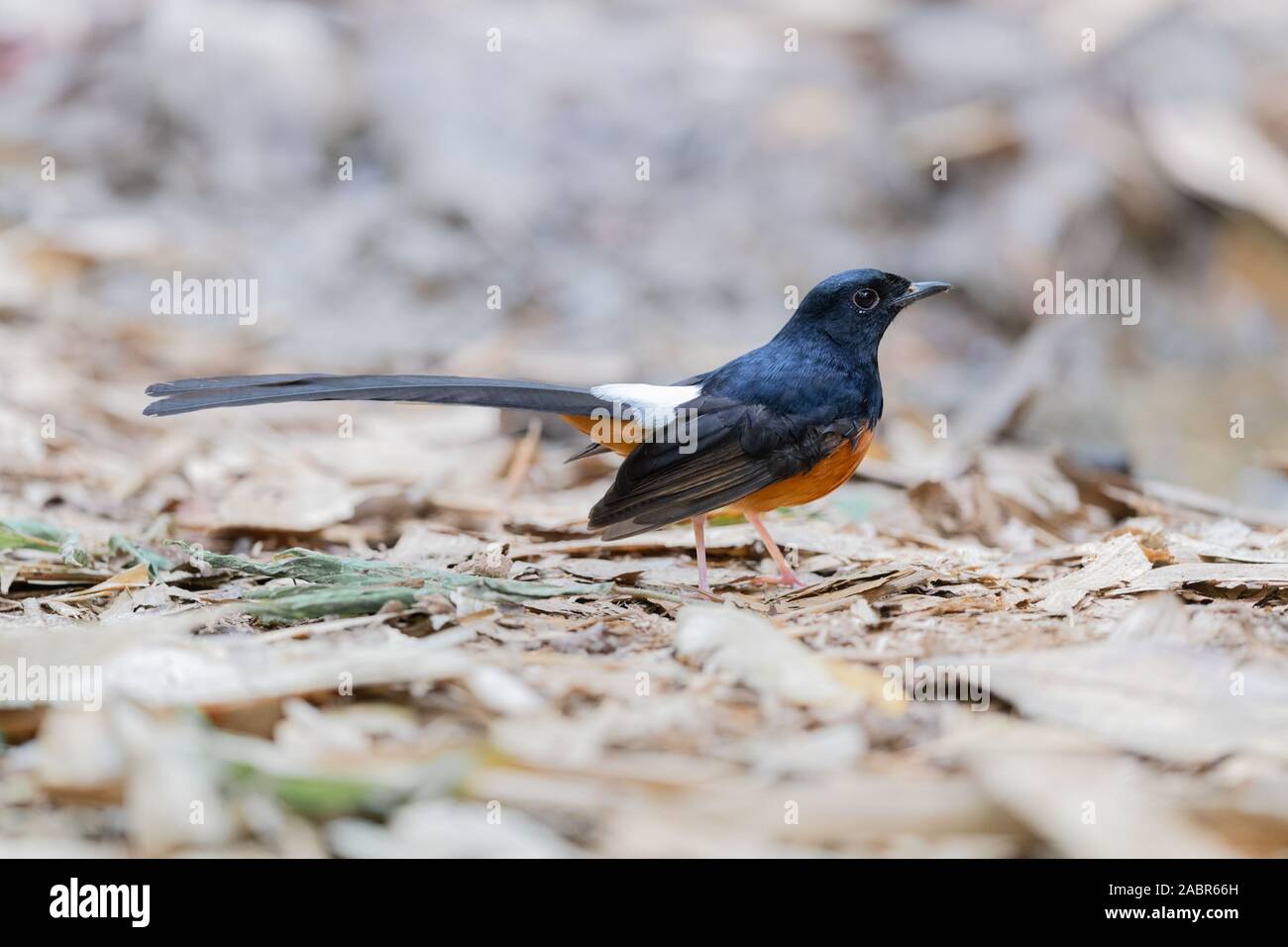 The white-rumped shama (Copsychus malabaricus) is a small passerine ...