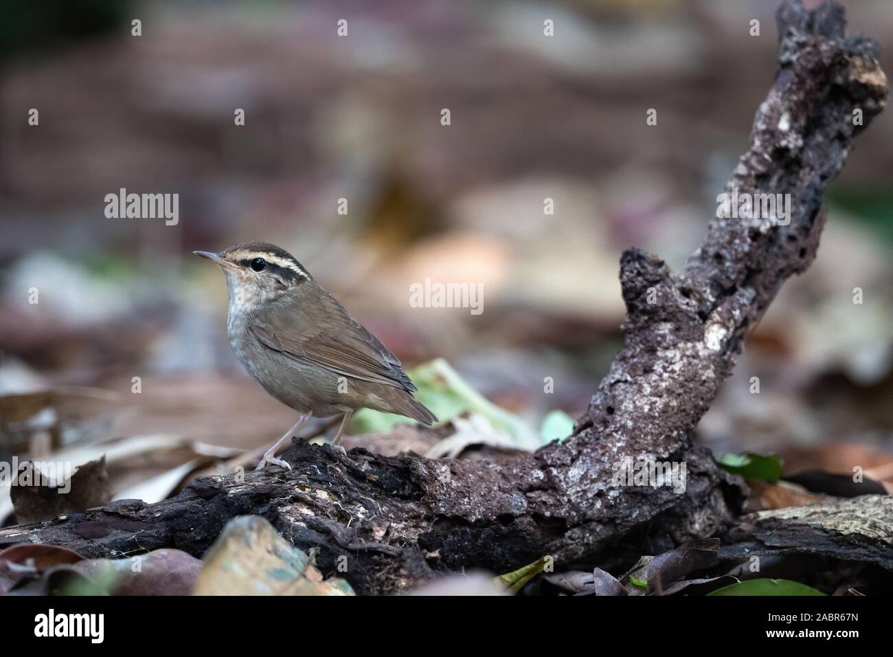 Urosphena squameiceps hi-res stock photography and images - Alamy