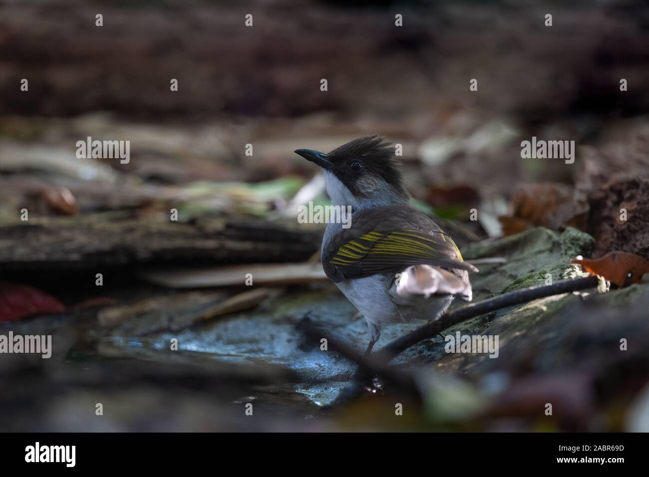 The ashy bulbul (Hemixos flavala) is a species of songbird in the ...