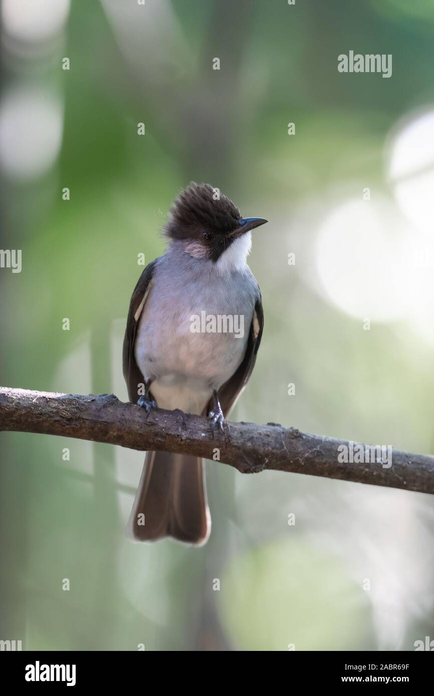 The ashy bulbul (Hemixos flavala) is a species of songbird in the ...