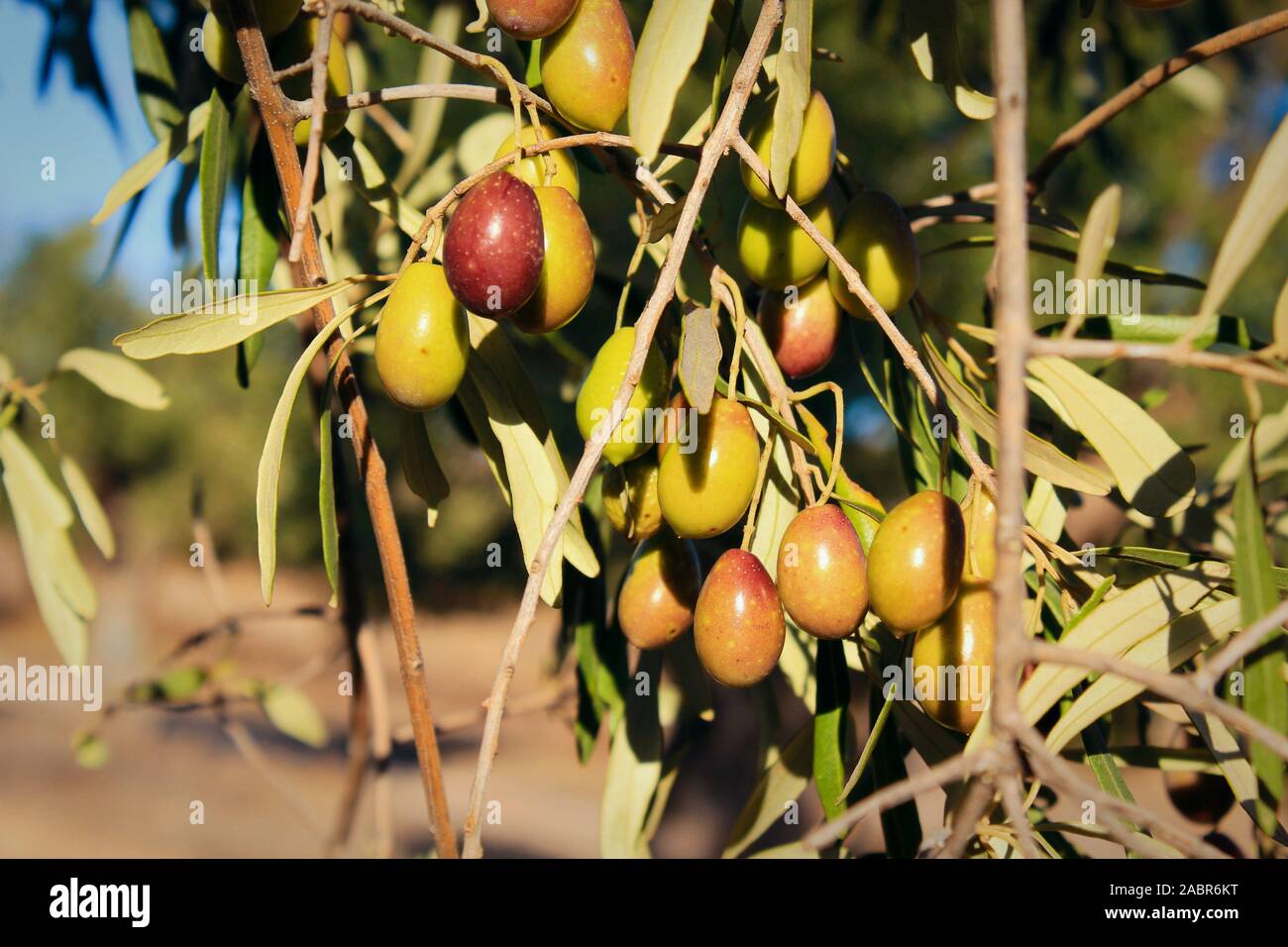 Manaki variety Greek olives on olive tree branch Stock Photo - Alamy
