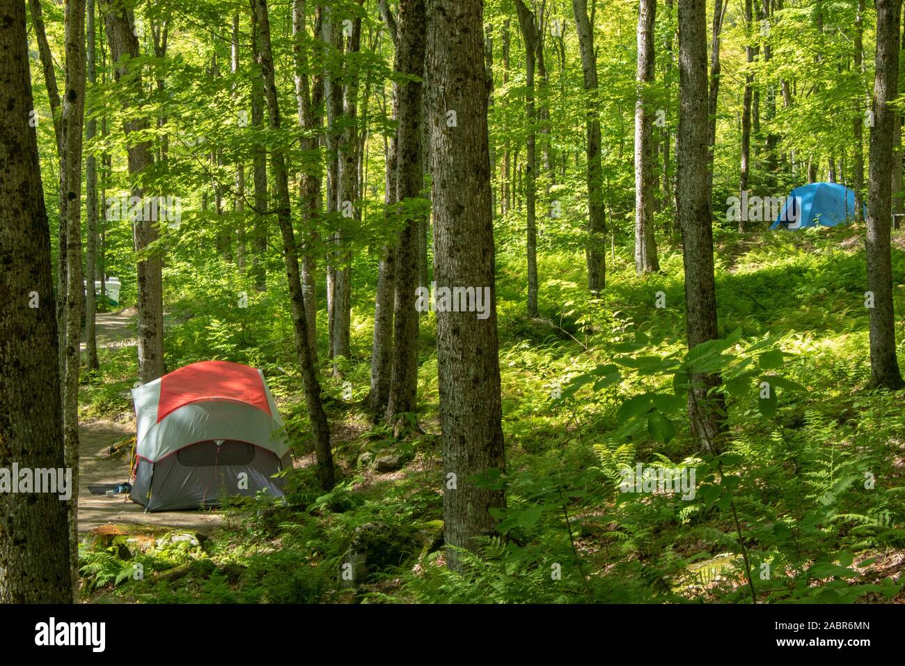 Two camping tents in the woods and a tent on a mound, undergrowth ...