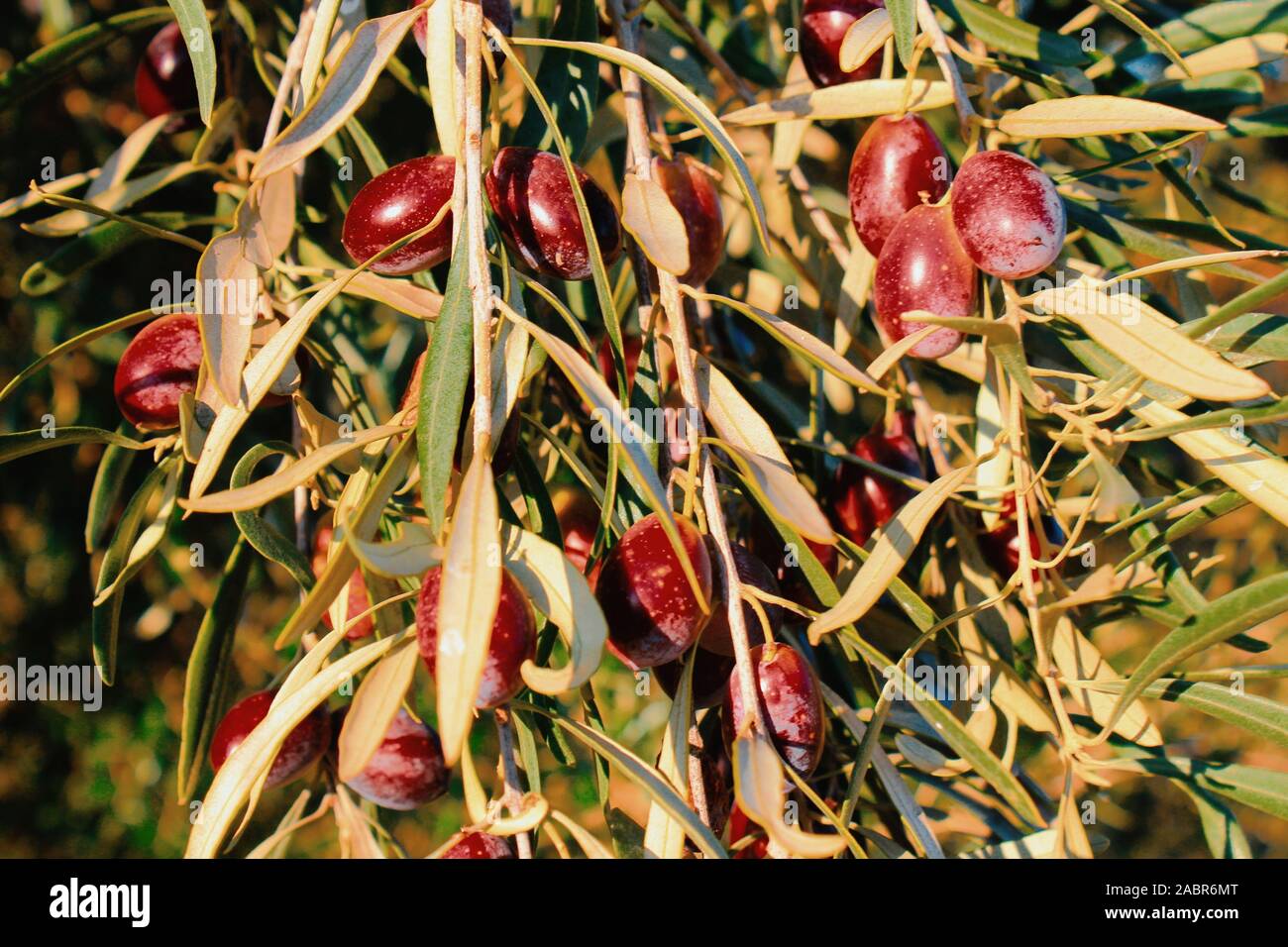 Manaki variety Greek olives on olive tree branch Stock Photo - Alamy