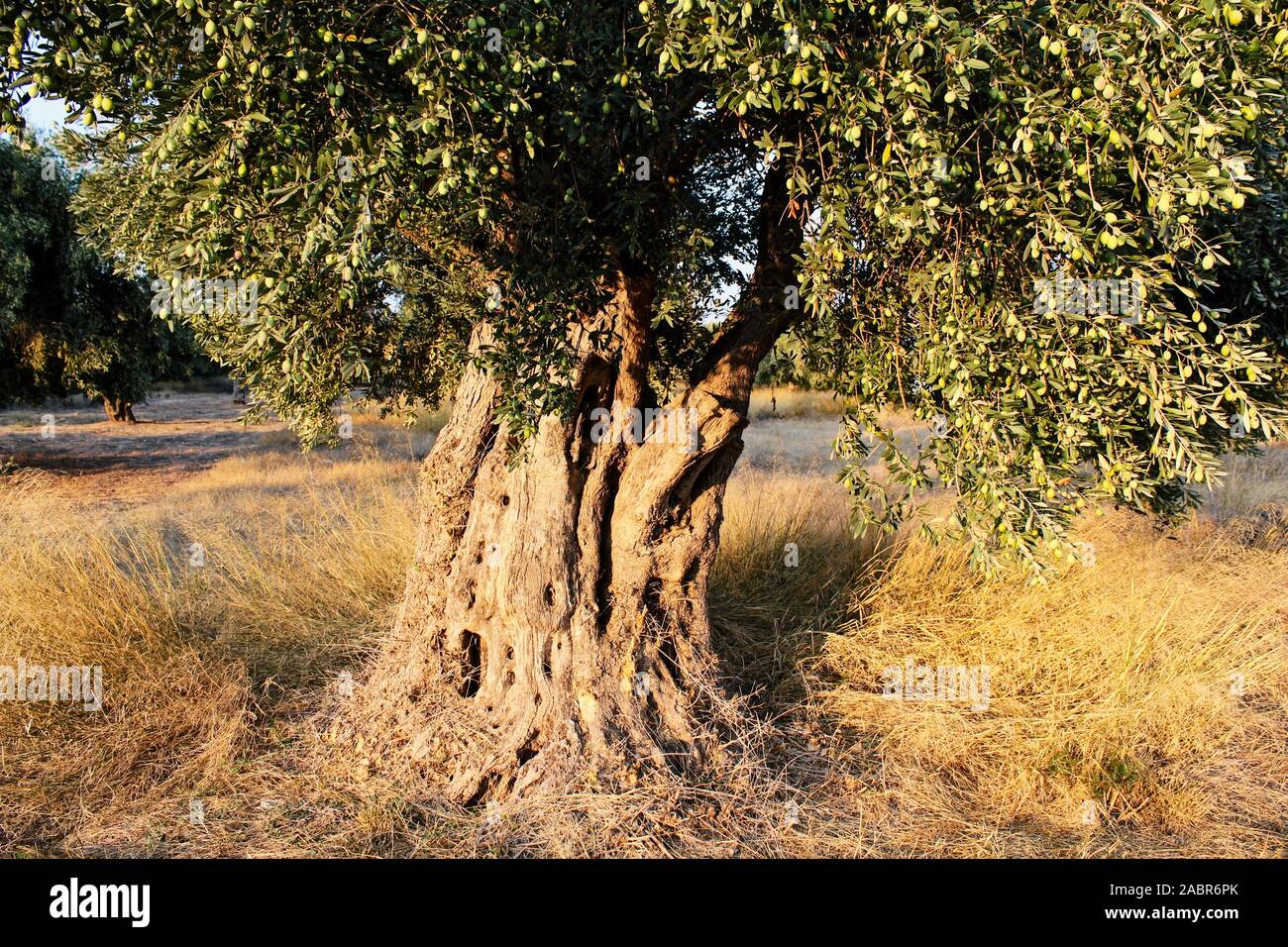 Close up of olive tree Stock Photo - Alamy