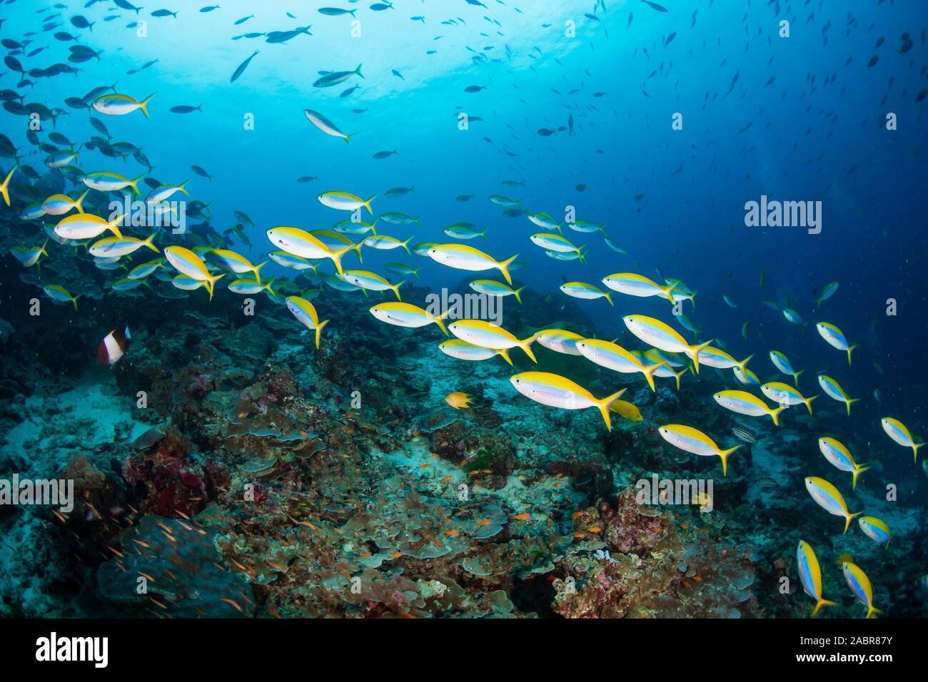 Colorful tropical fish on a coral reef in Thailand's Similan Islands ...