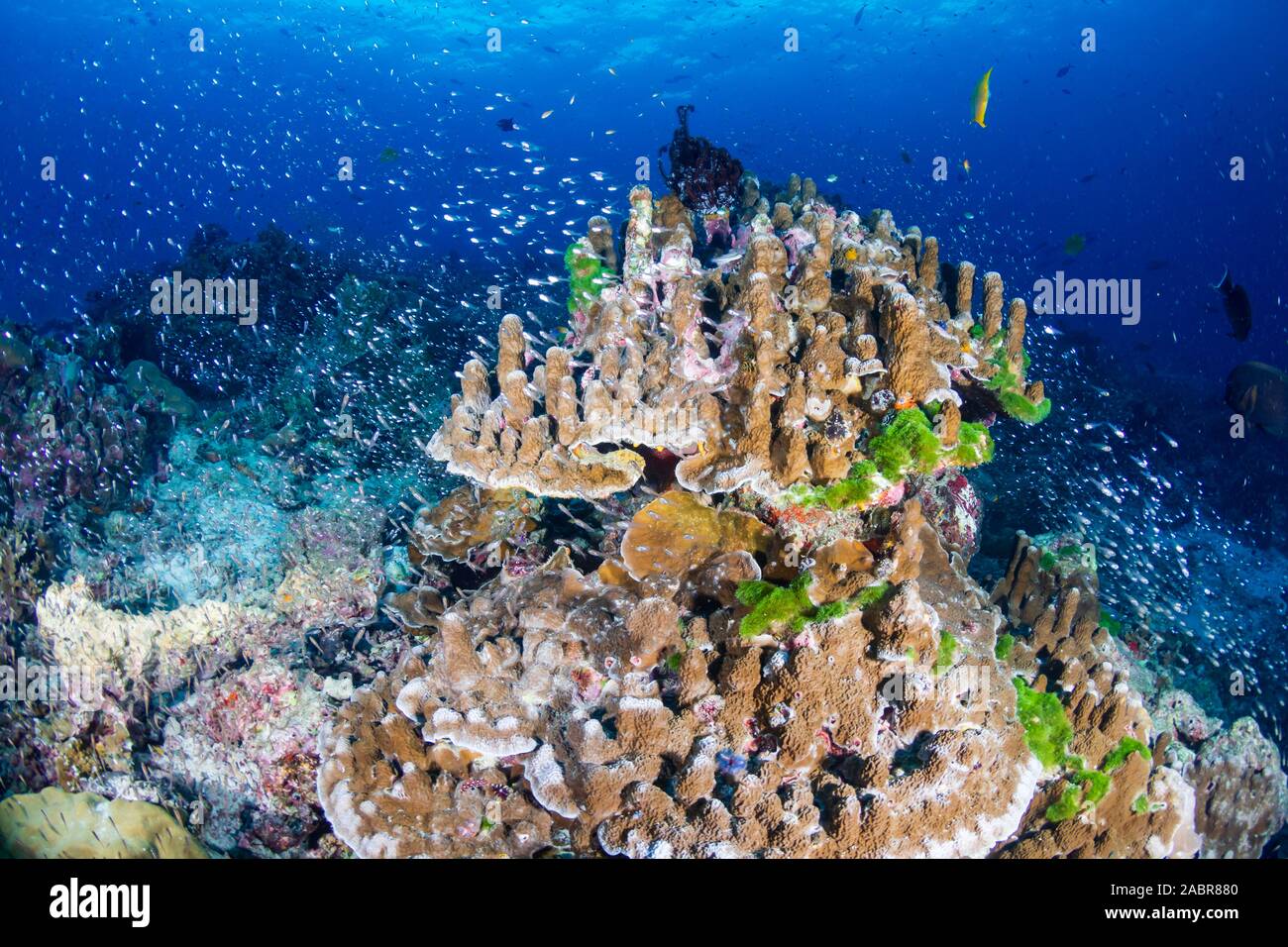 Beautiful Colorful Coral Reefs Hd