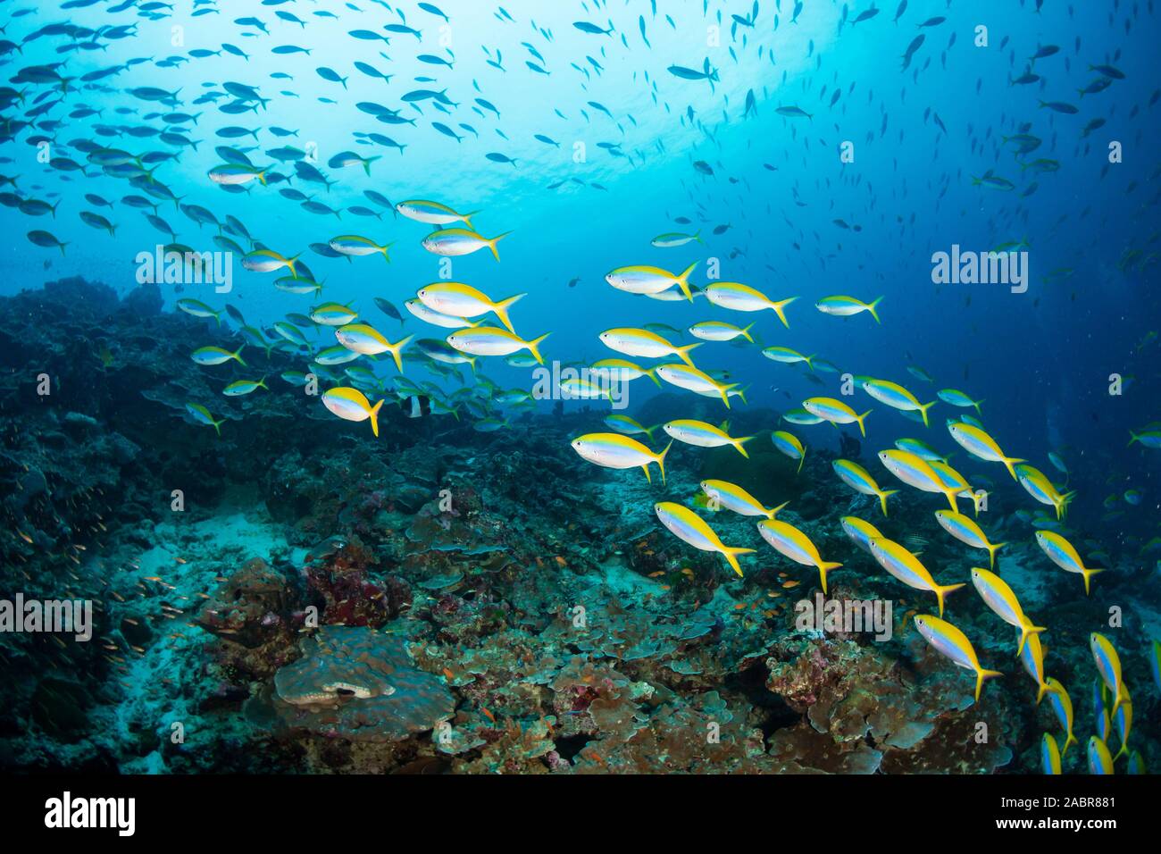 Colorful tropical fish on a coral reef in Thailand's Similan Islands ...
