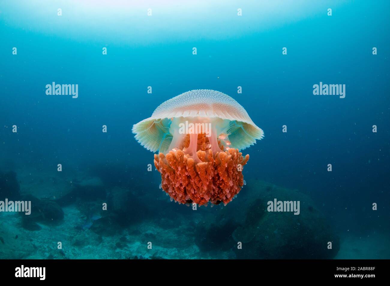 White deep sea jellyfish hi-res stock photography and images - Alamy
