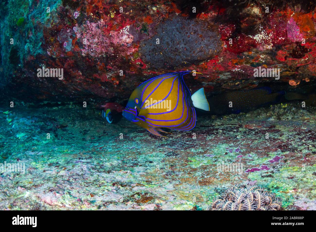 Colorful tropical fish on a coral reef in Thailand's Similan Islands ...