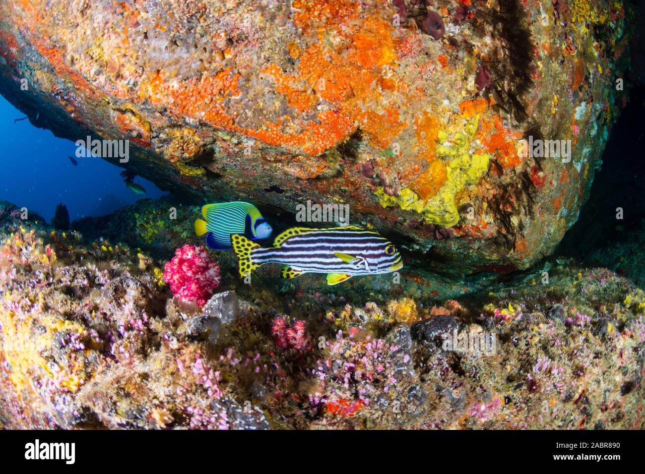 Colorful tropical fish on a coral reef in Thailand's Similan Islands ...