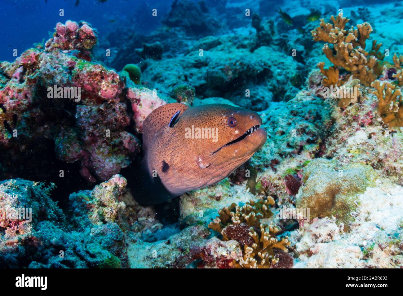Rock Eel High Resolution Stock Photography and Images - Alamy