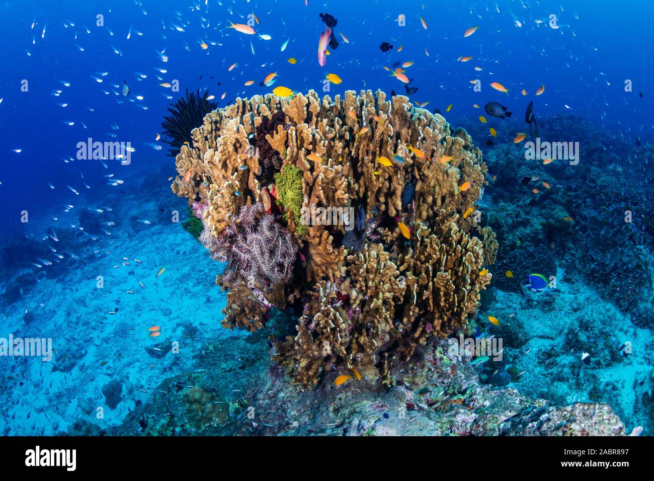 Beautiful, colorful corals on a tropical coral reef in the Similan ...