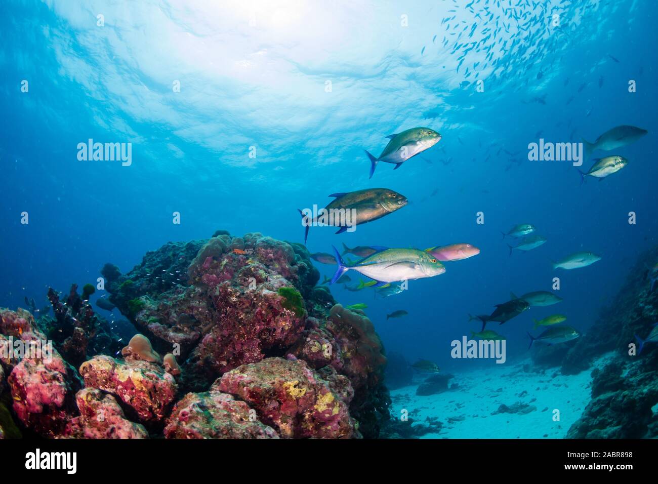 School of bluefin trevally hi-res stock photography and images - Alamy