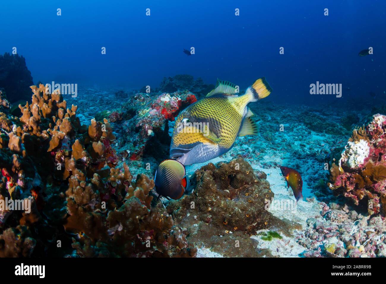 Large Titan Triggerfish feeding on a tropical coral reef in Thailand ...
