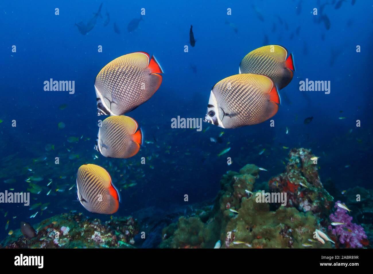 Colorful red-tail Butterflyfish on a tropical coral reef in the Similan ...