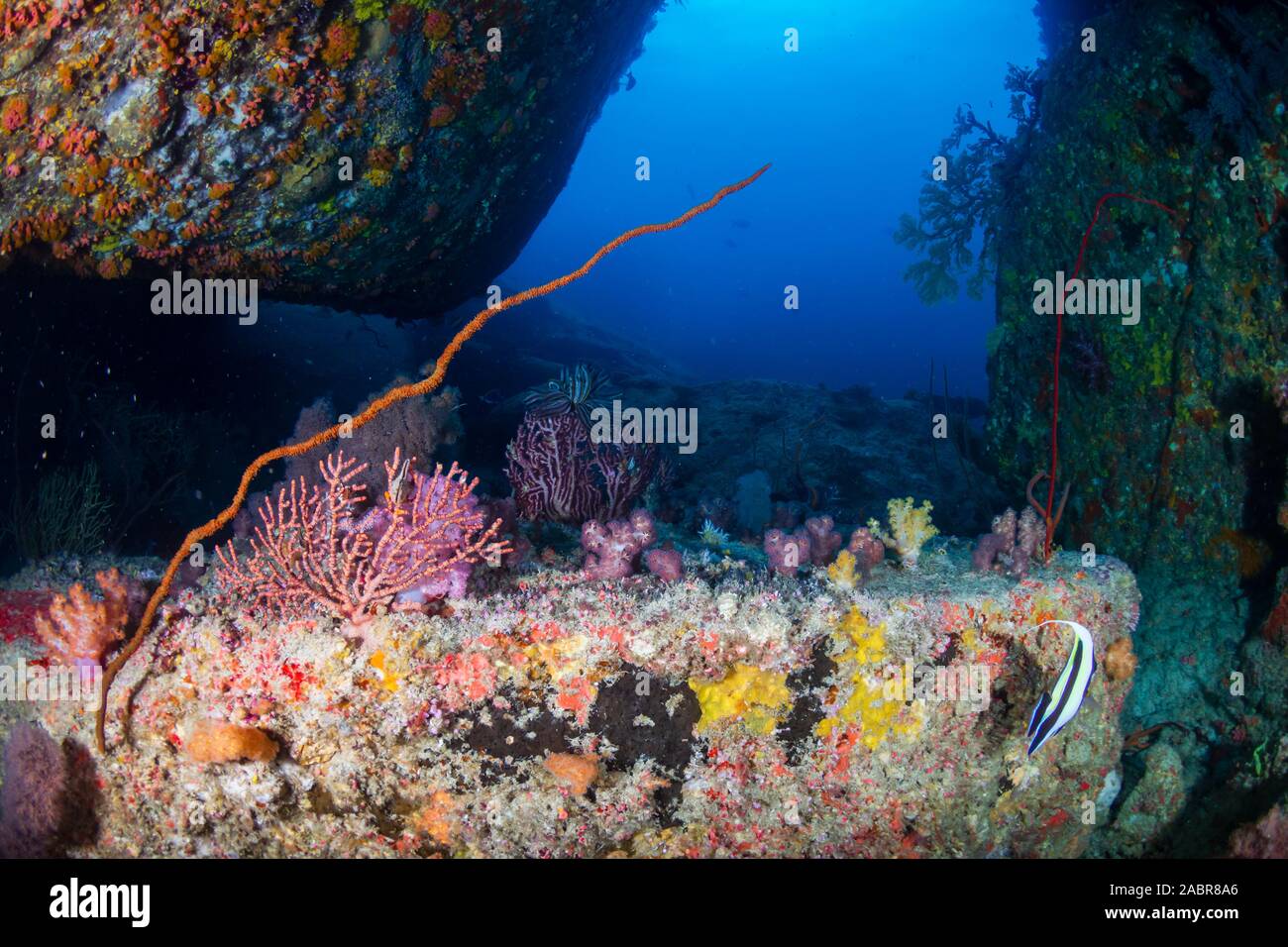 An underwater swim-through on a tropical coral reef in Thailand's ...