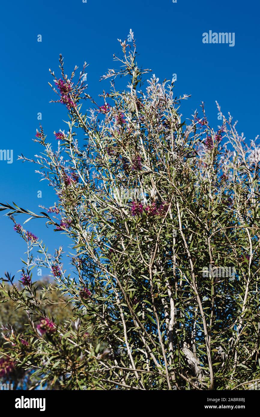 native Australian pink callistemon bottle brush plant outdoor in sunny ...
