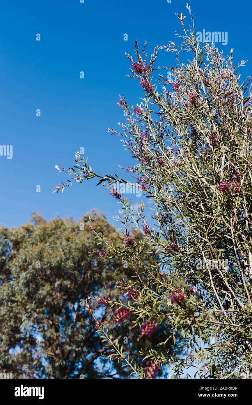 native Australian pink callistemon bottle brush plant outdoor in sunny ...