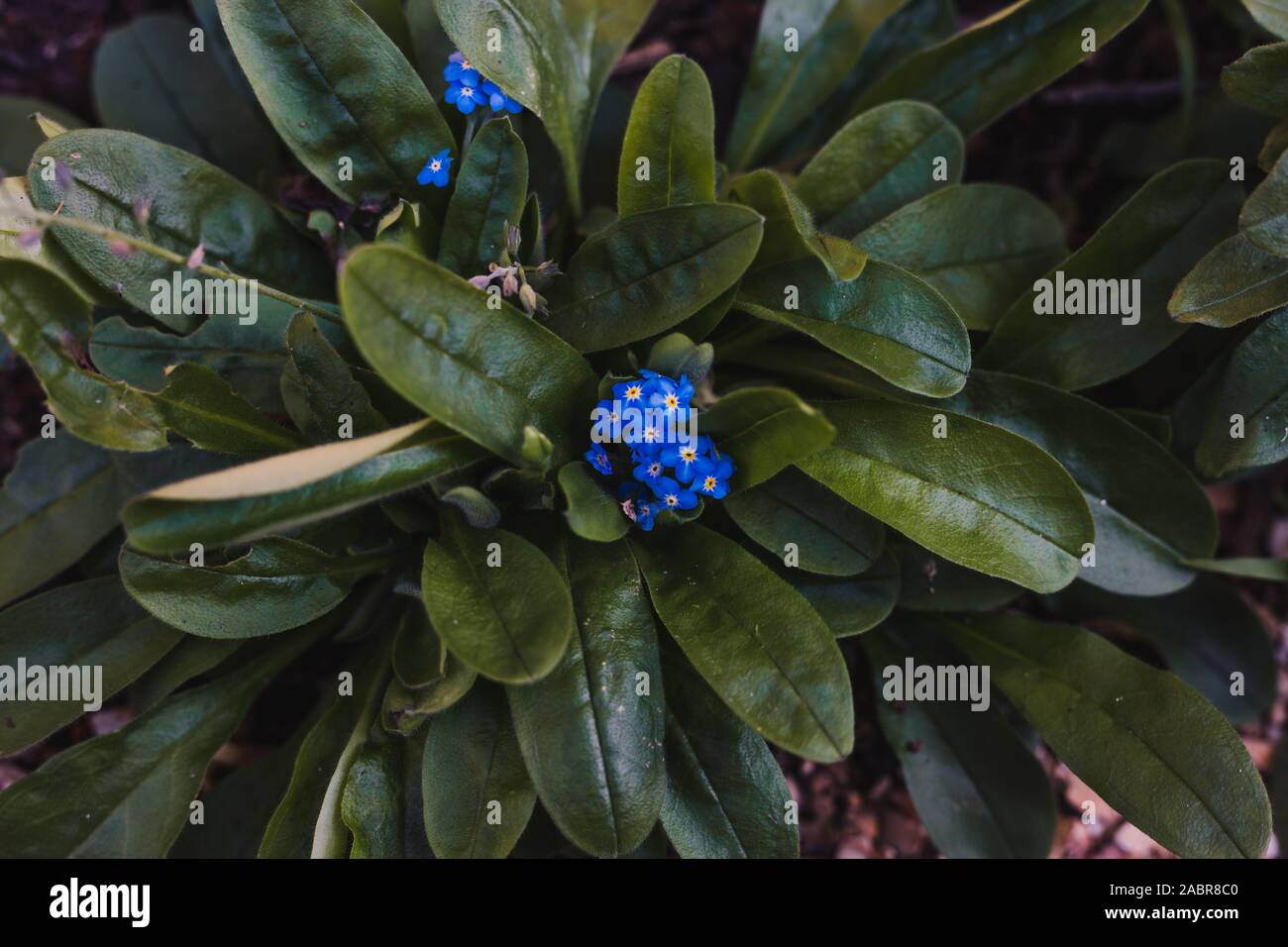 close-up of forget-me-not plant with blue flowers shot outdoor in sunny ...