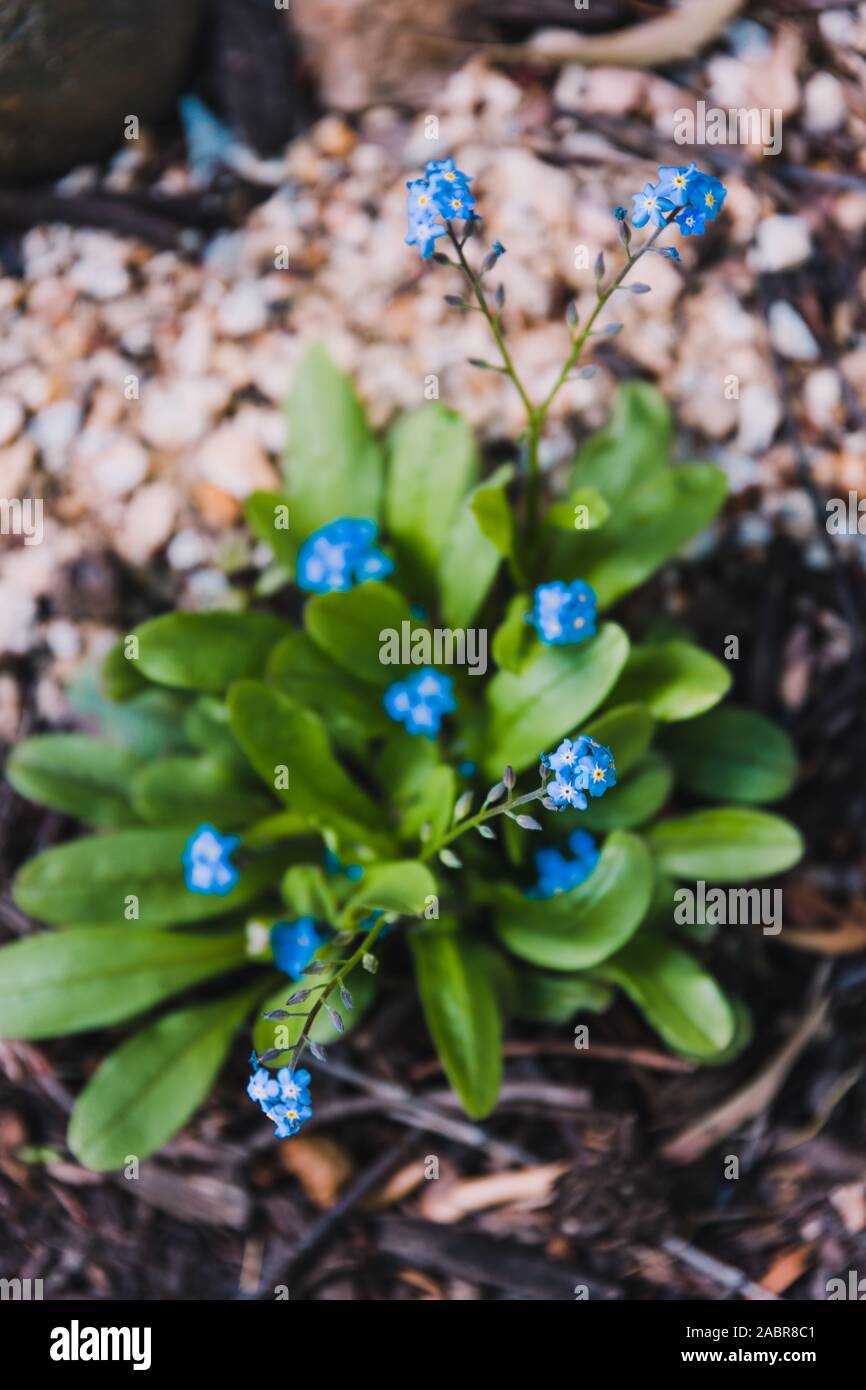 close-up of forget-me-not plant with blue flowers shot outdoor in sunny ...