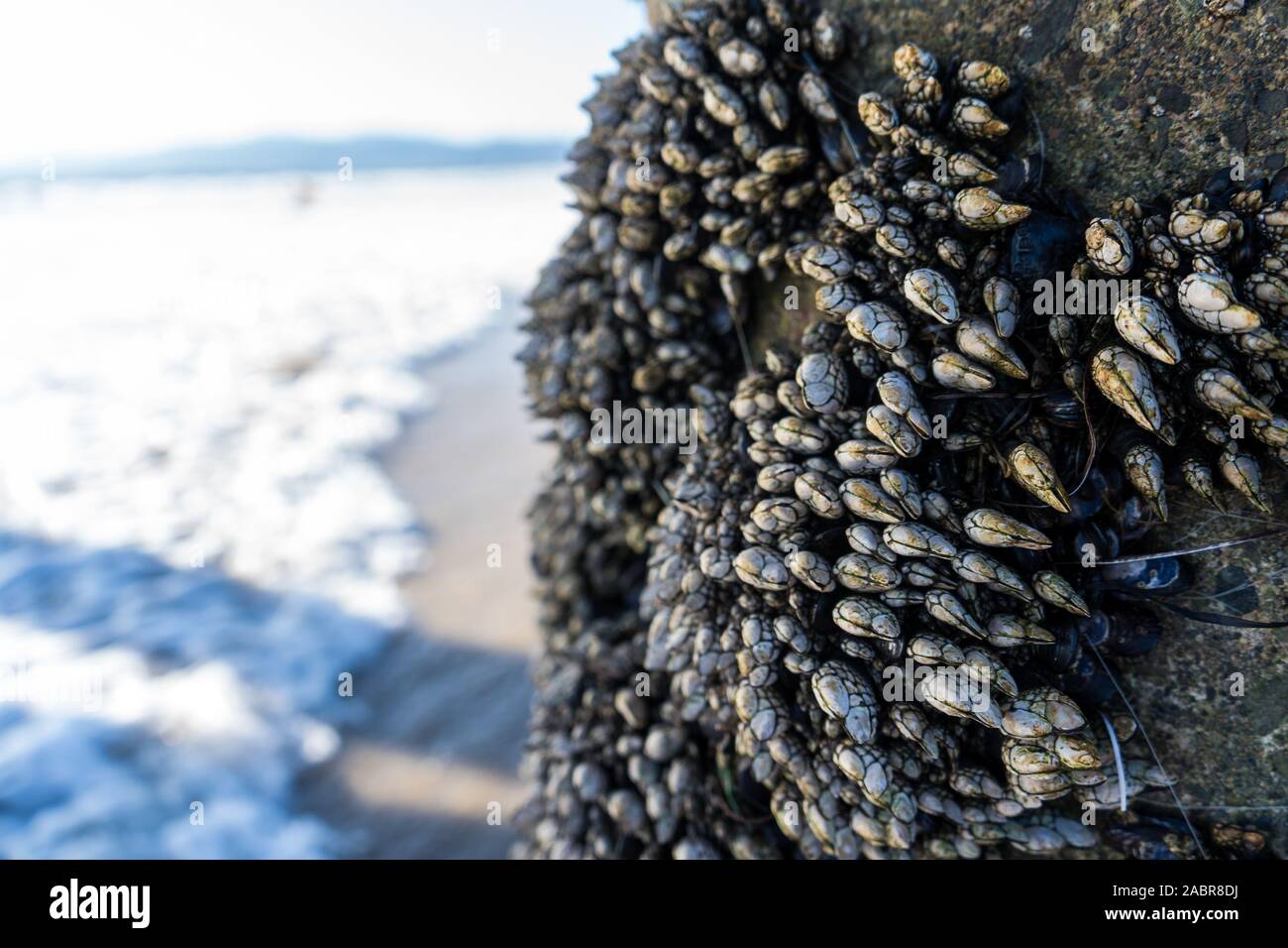 Stone with clams hi-res stock photography and images - Alamy