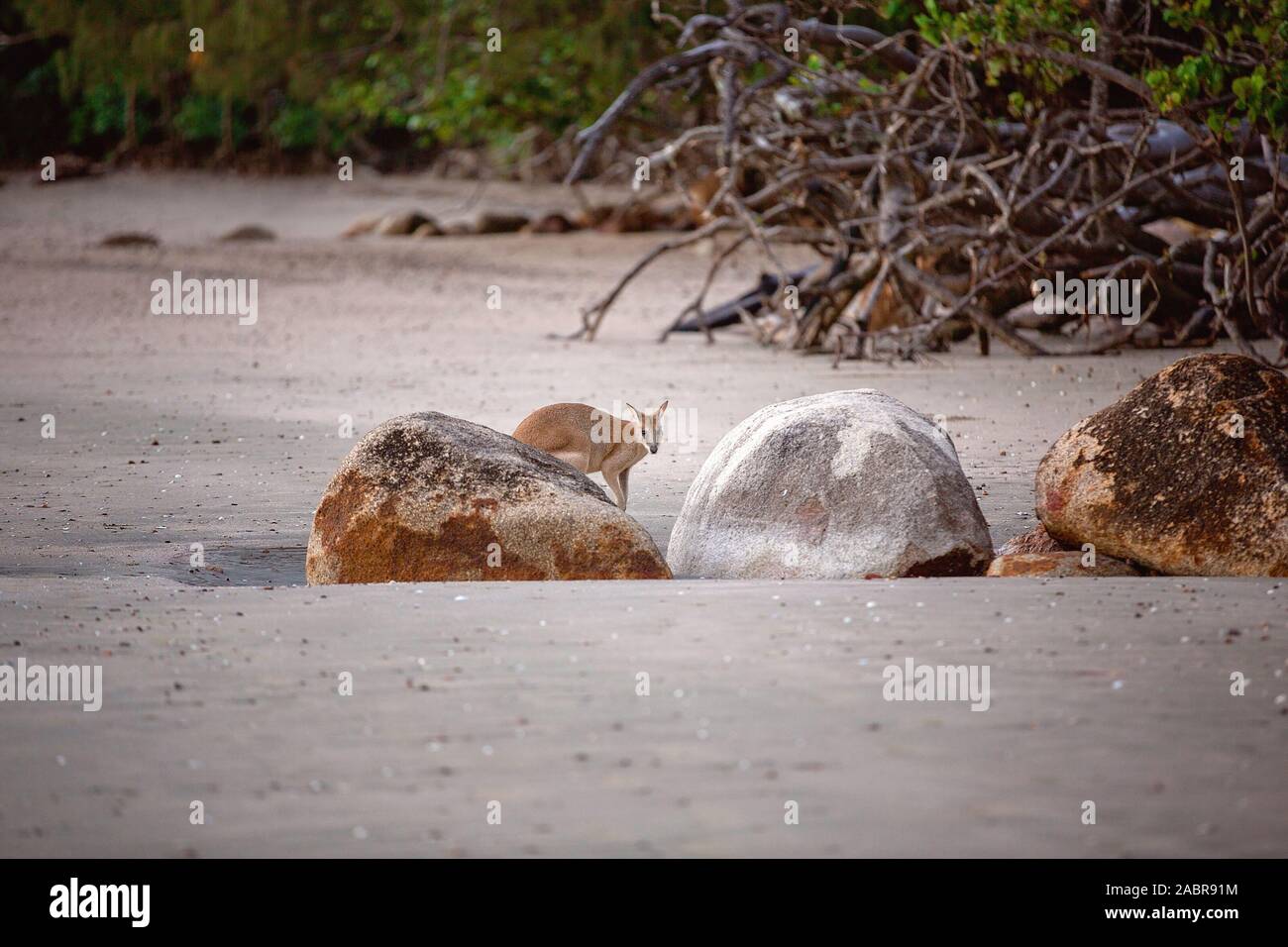 Hiding behind rocks hi-res stock photography and images - Alamy