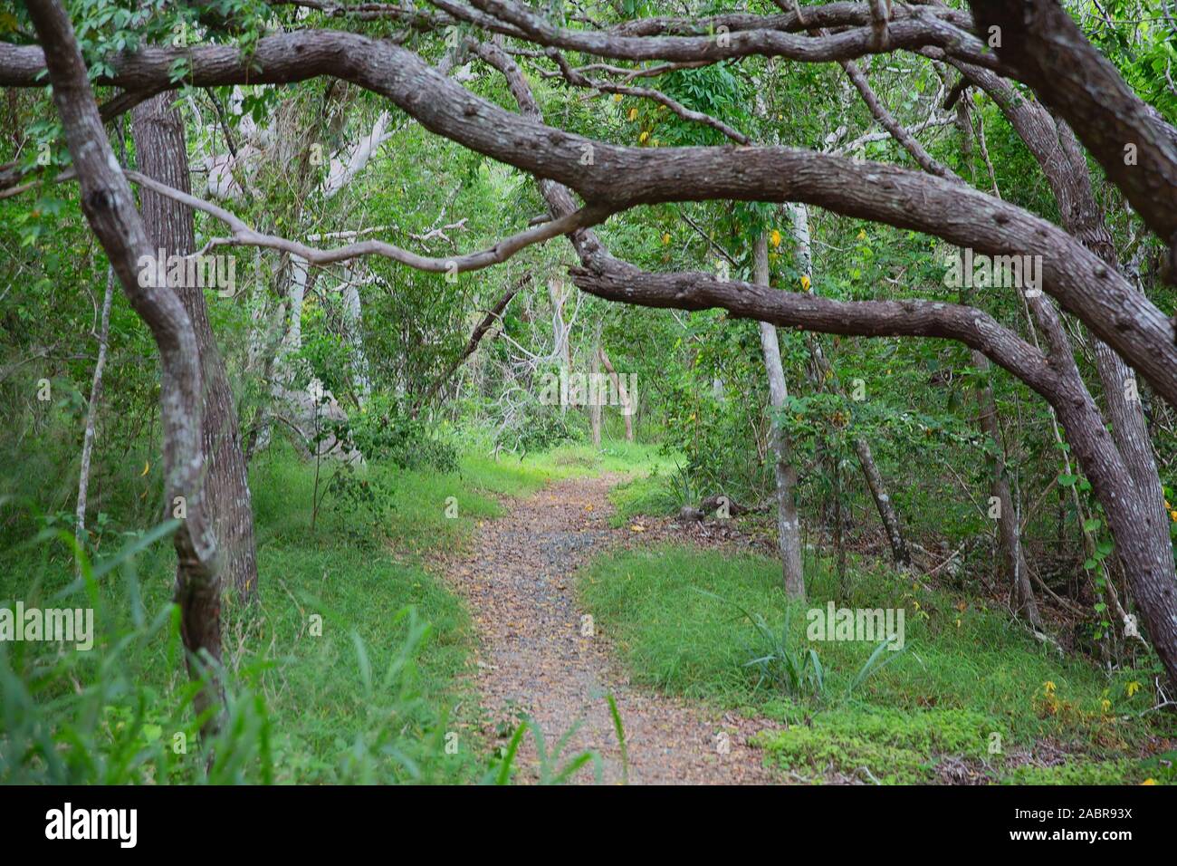 Walking track through natural bushland vegetation in Australia Stock ...