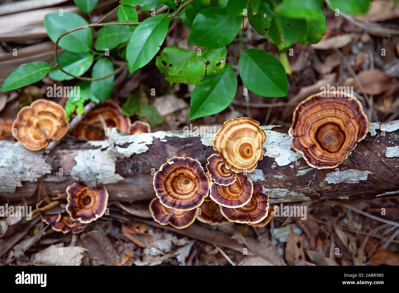 Rainforest fungi fungus orange nature natural forest hi-res stock ...