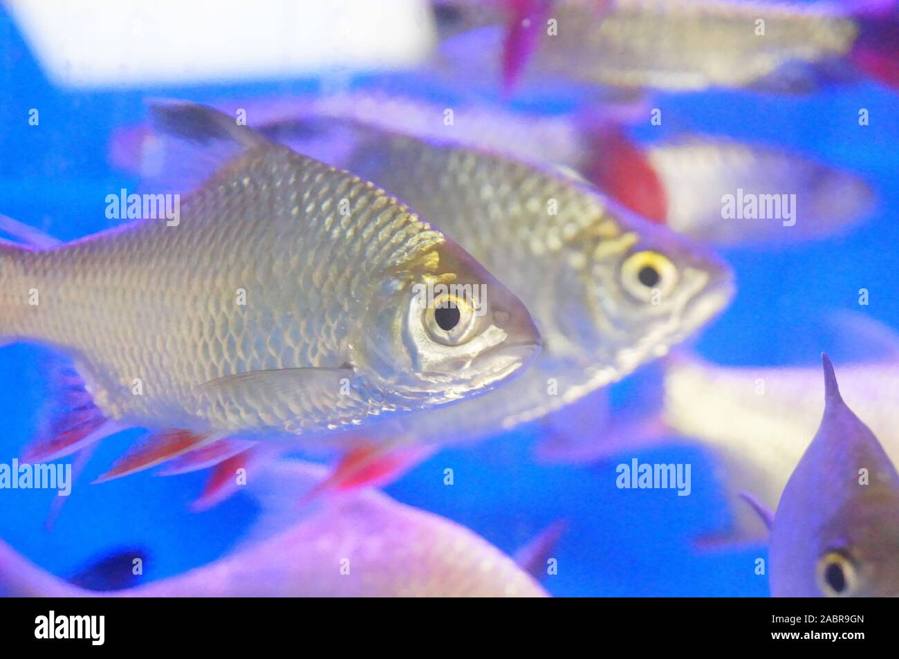 Crucian carp hi-res stock photography and images - Alamy