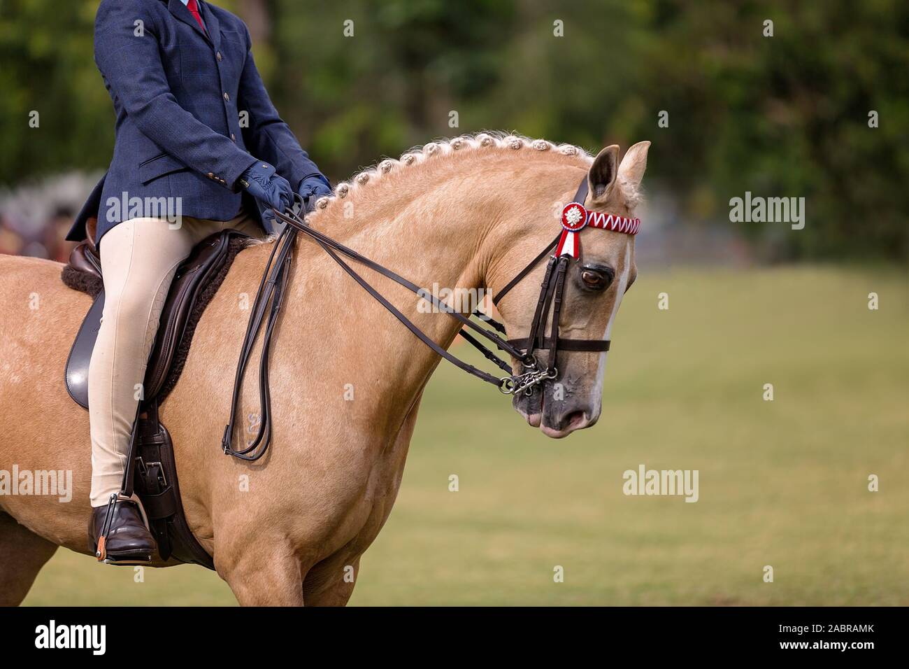 Plaited mane hi-res stock photography and images - Alamy