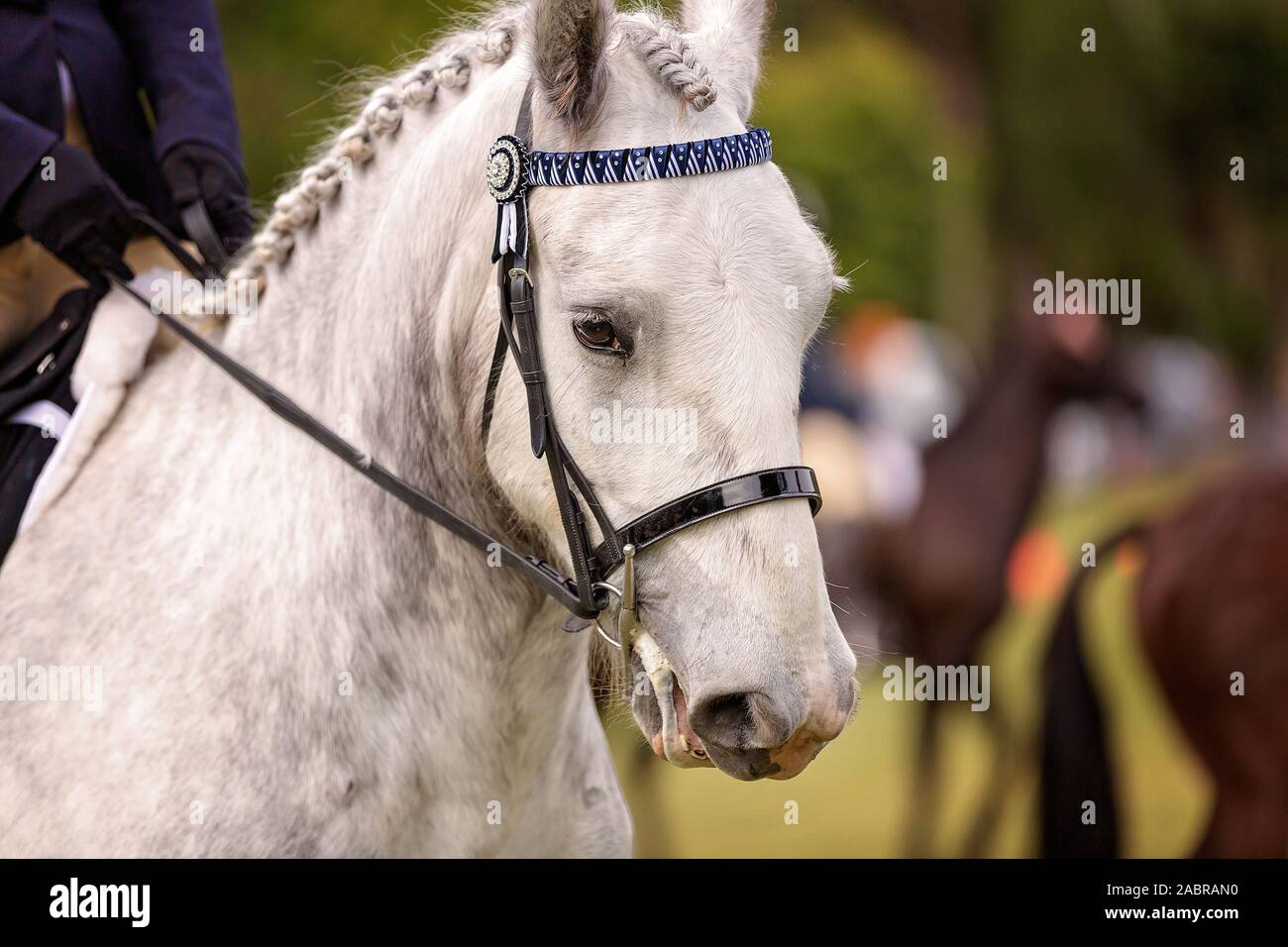a show horse being ridden around the ring at a country show - in close ...