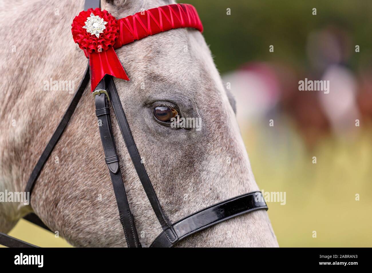 Equestrian training ring hi-res stock photography and images - Alamy
