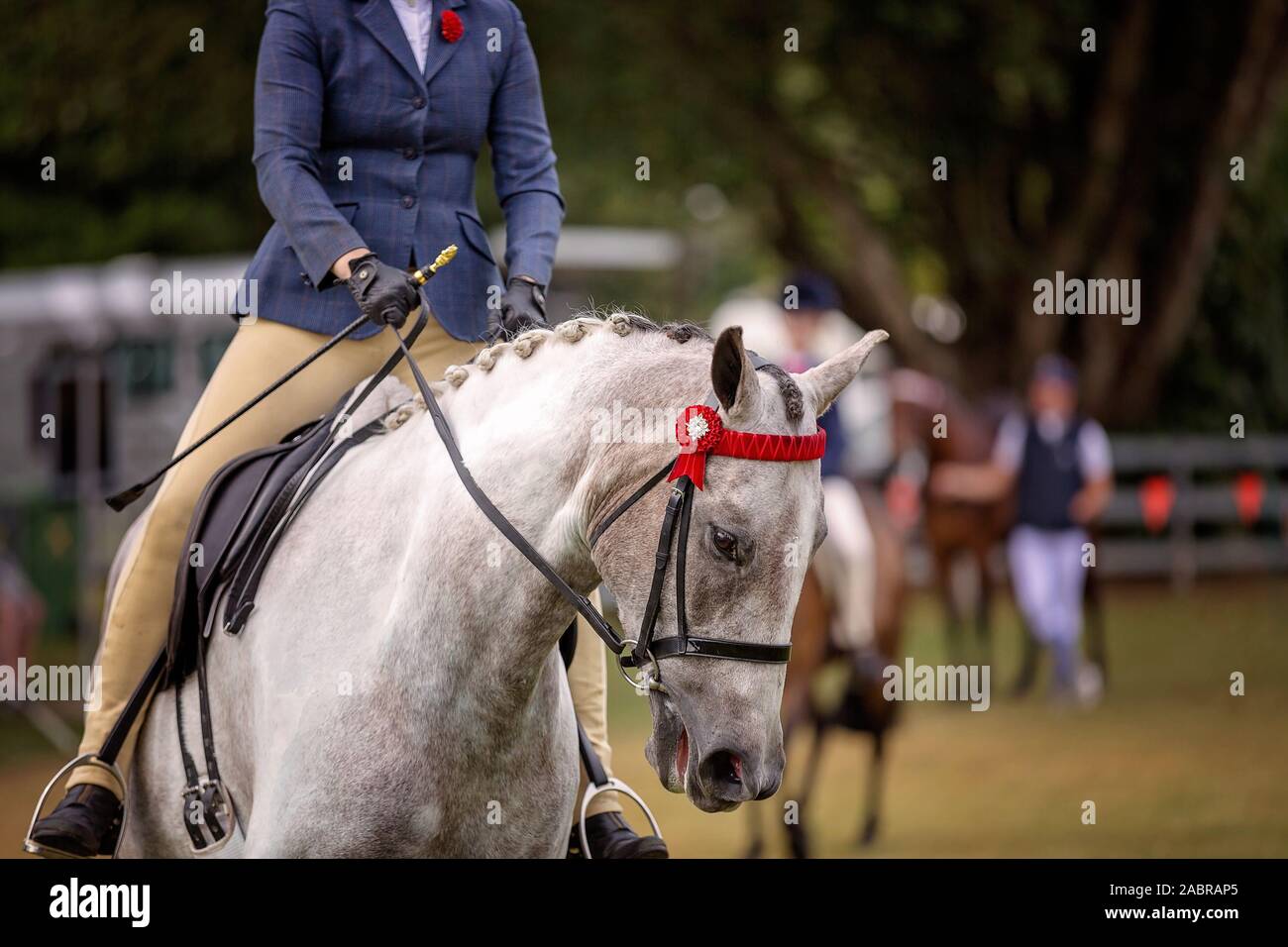 A show horse being ridden around the arena of a country show for ...