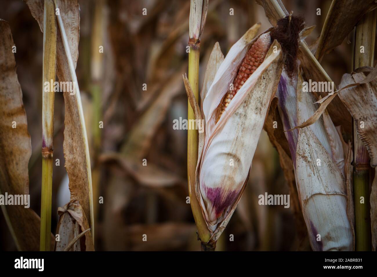 Dried corn field hi-res stock photography and images - Alamy