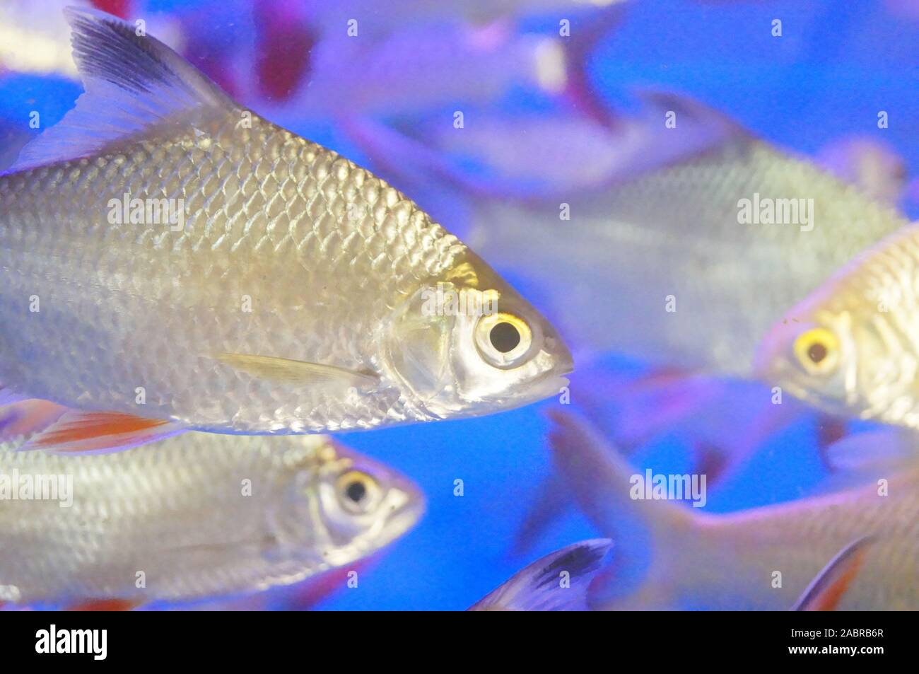 Goldfish in the aquarium Stock Photo - Alamy