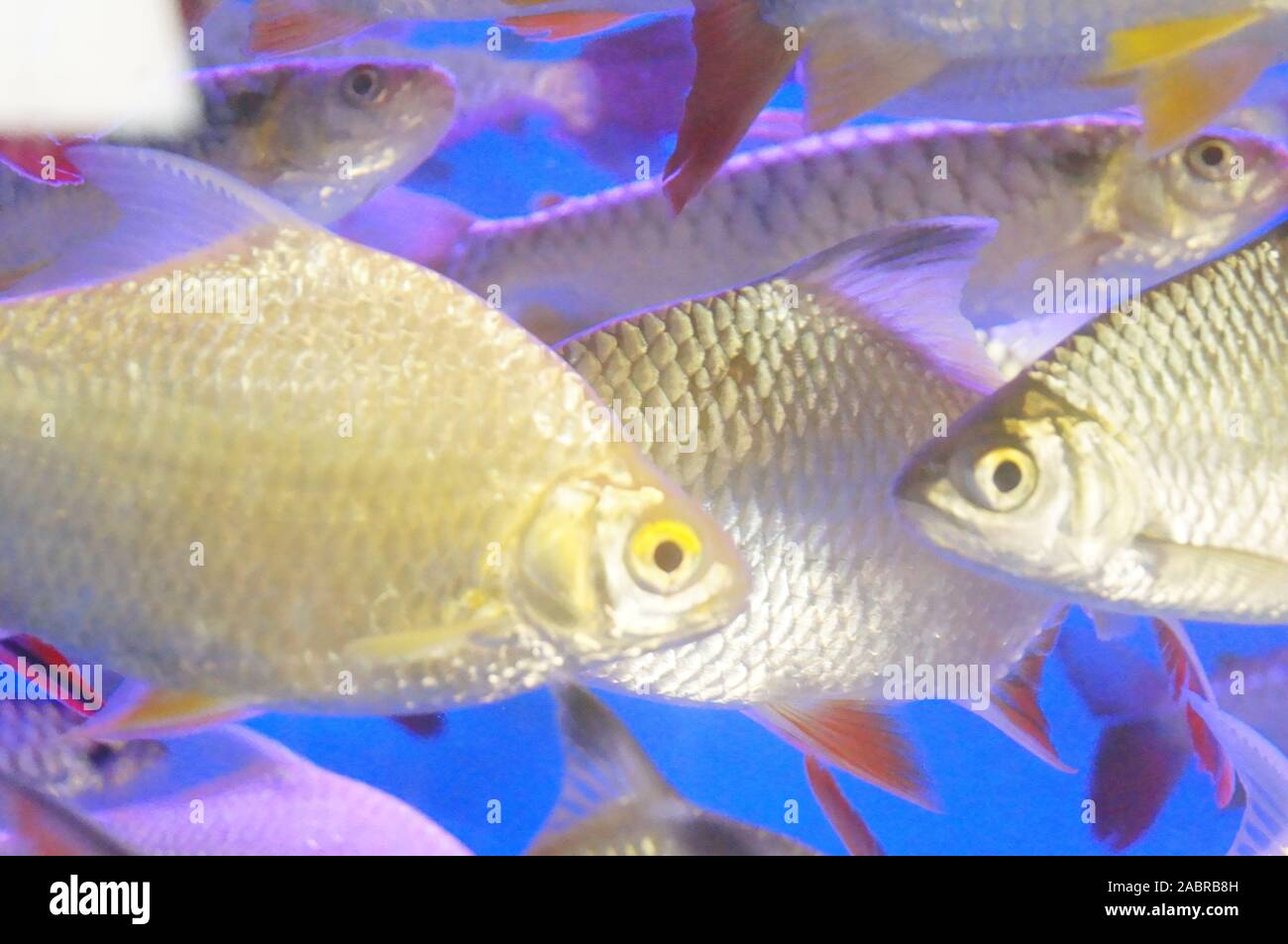 Goldfish in the aquarium Stock Photo - Alamy