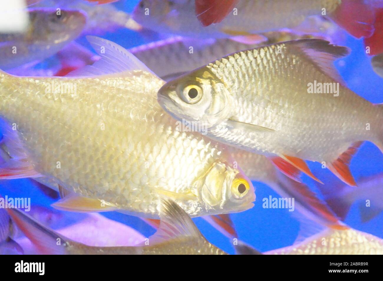 Goldfish in the aquarium Stock Photo - Alamy