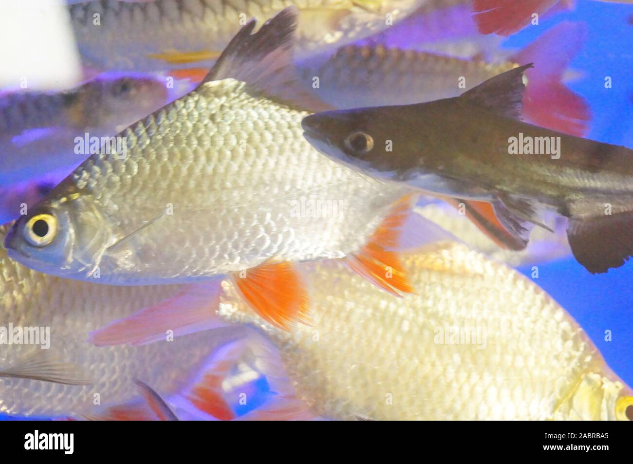 Goldfish in the aquarium Stock Photo - Alamy