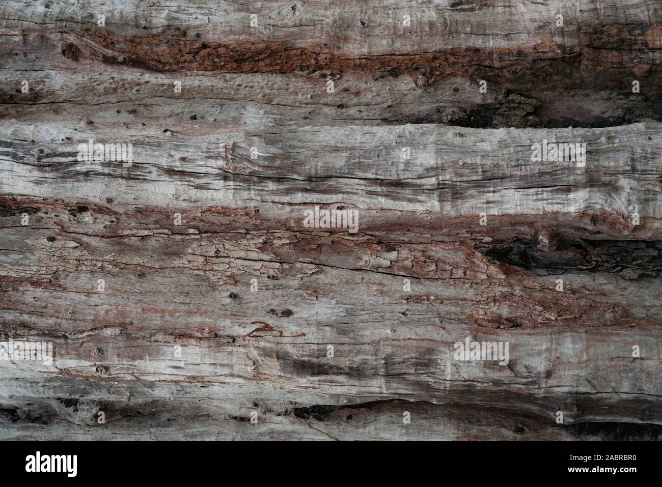 Dead hardwood tree hi-res stock photography and images - Alamy