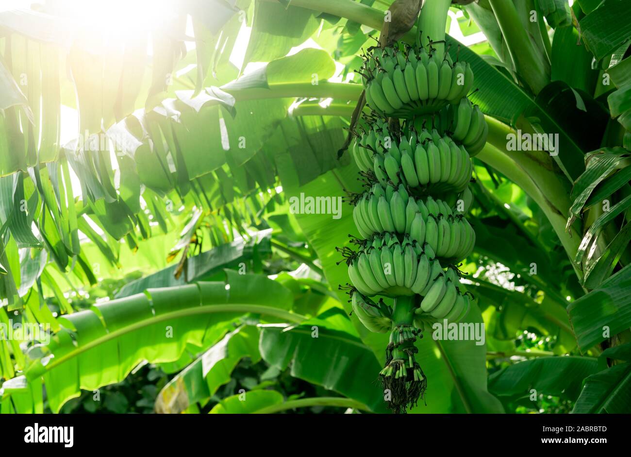 Banana tree with bunch of raw green bananas and banana green leaves ...