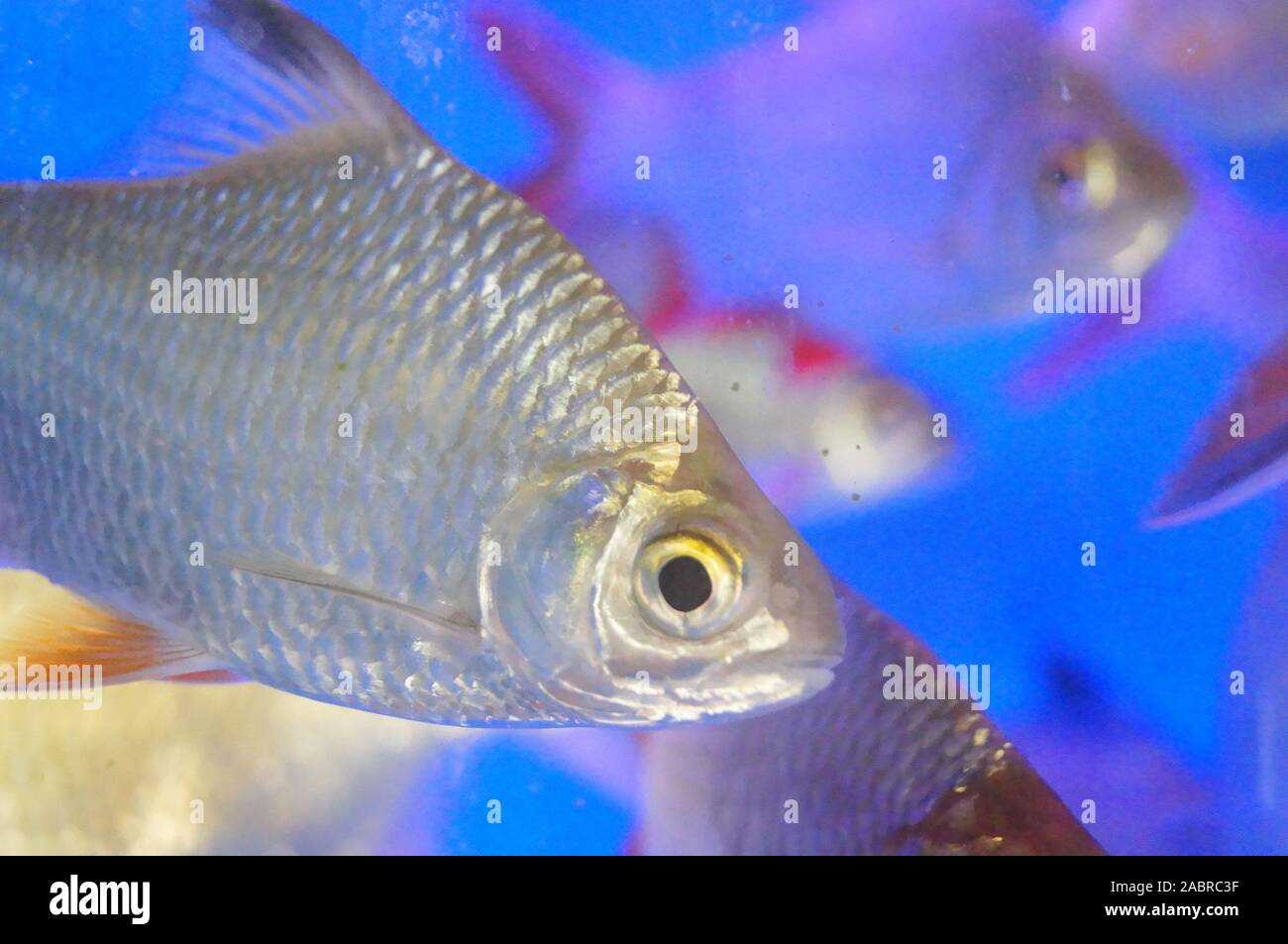Goldfish in the aquarium Stock Photo - Alamy