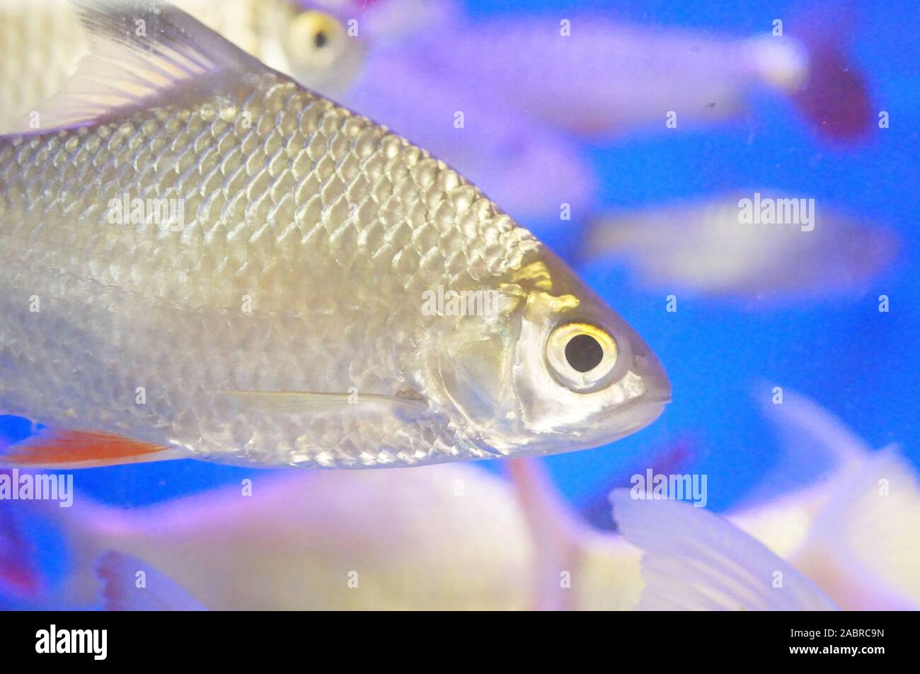 Goldfish in the aquarium Stock Photo - Alamy