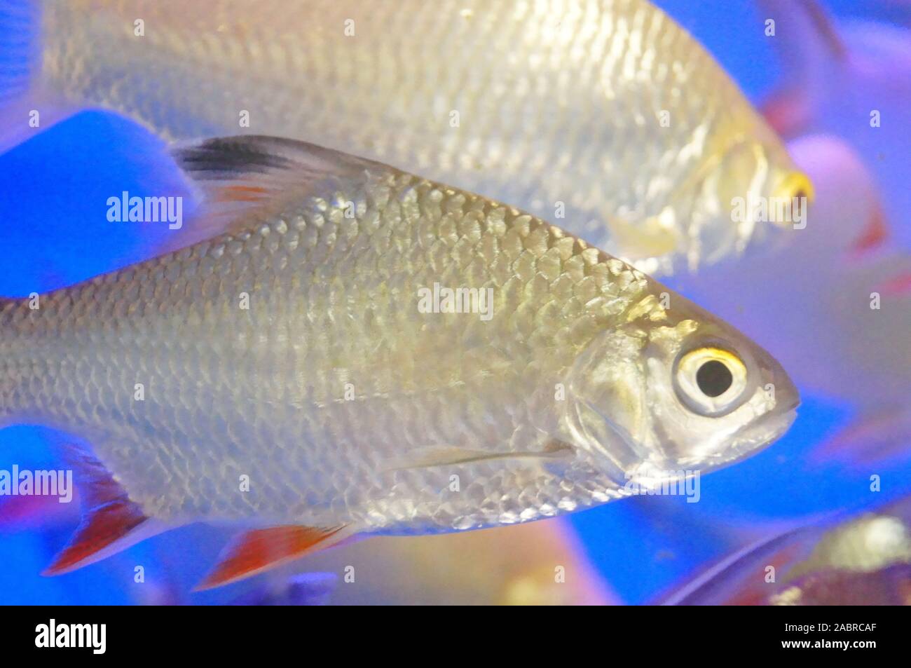Goldfish in the aquarium Stock Photo - Alamy