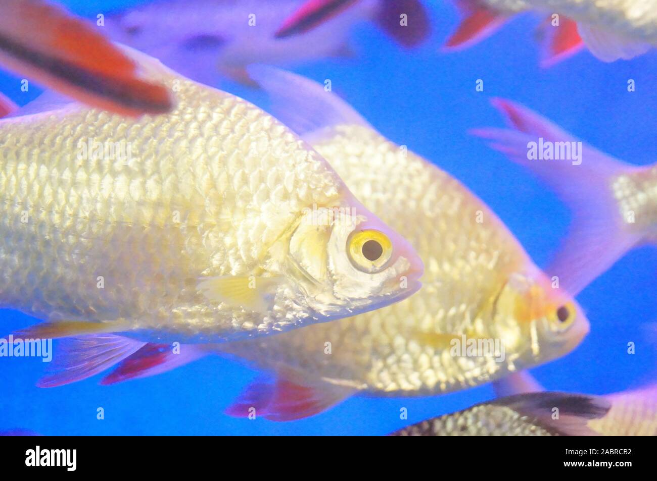 Goldfish in the aquarium Stock Photo - Alamy