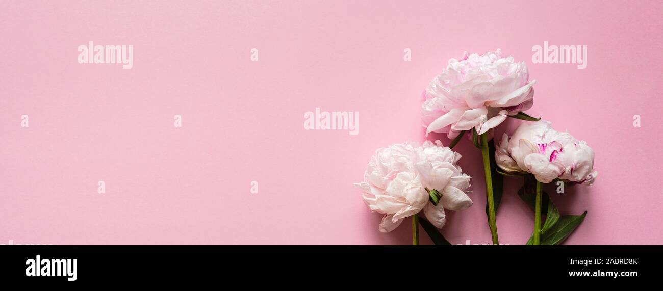 Beautiful peony flowers on pastel pink background, copy space for your ...