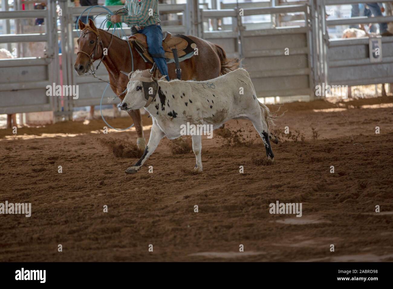 Roping cows hi-res stock photography and images - Alamy
