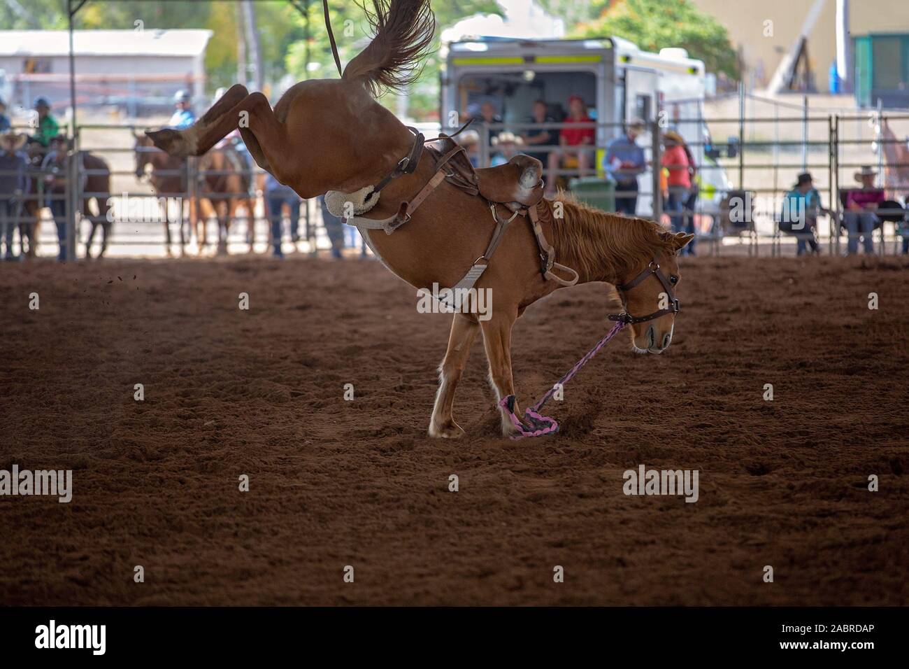 Light harness horse competition hi-res stock photography and images - Alamy