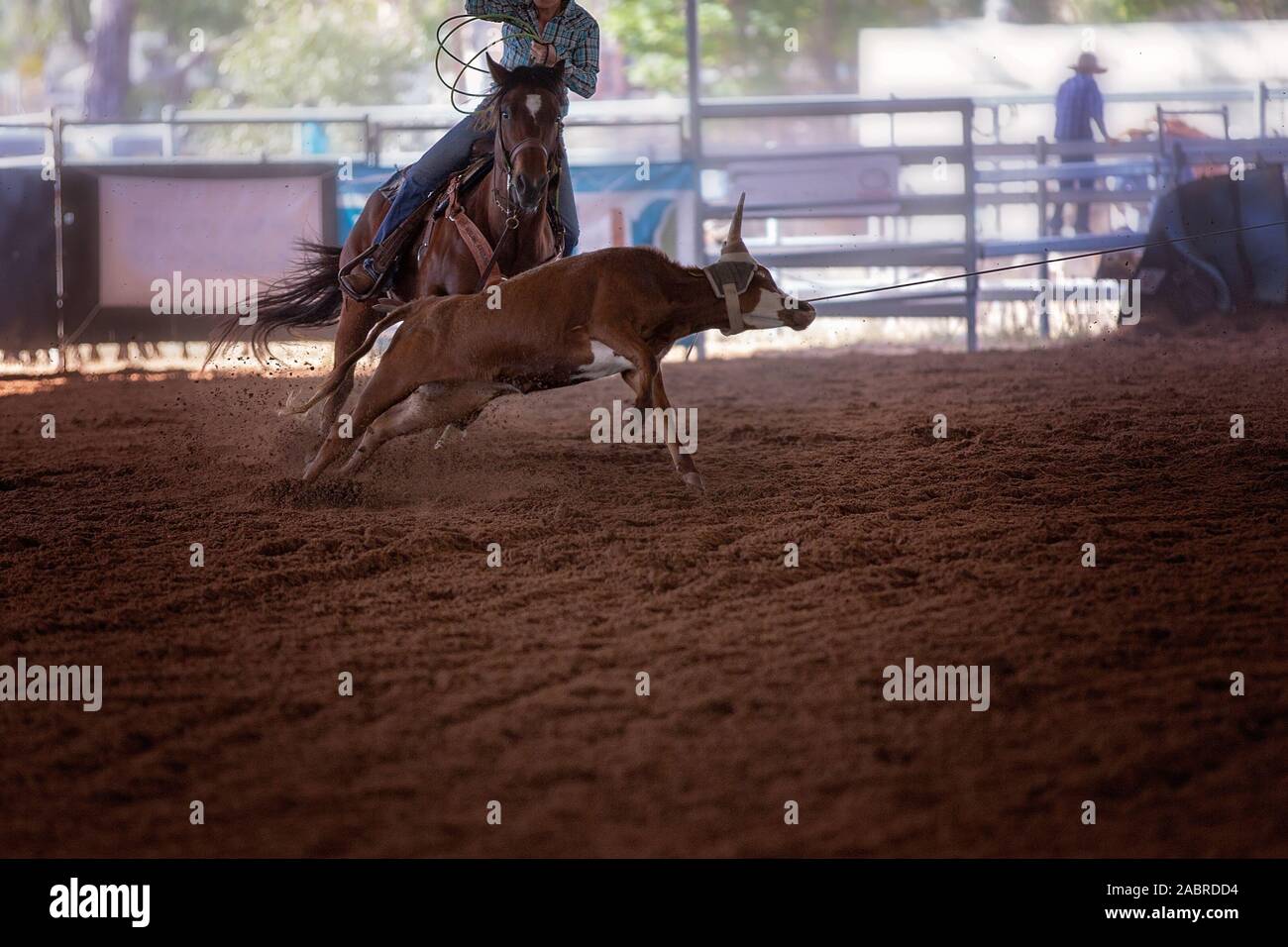Roping a calf event at an indoor country rodeo Stock Photo - Alamy