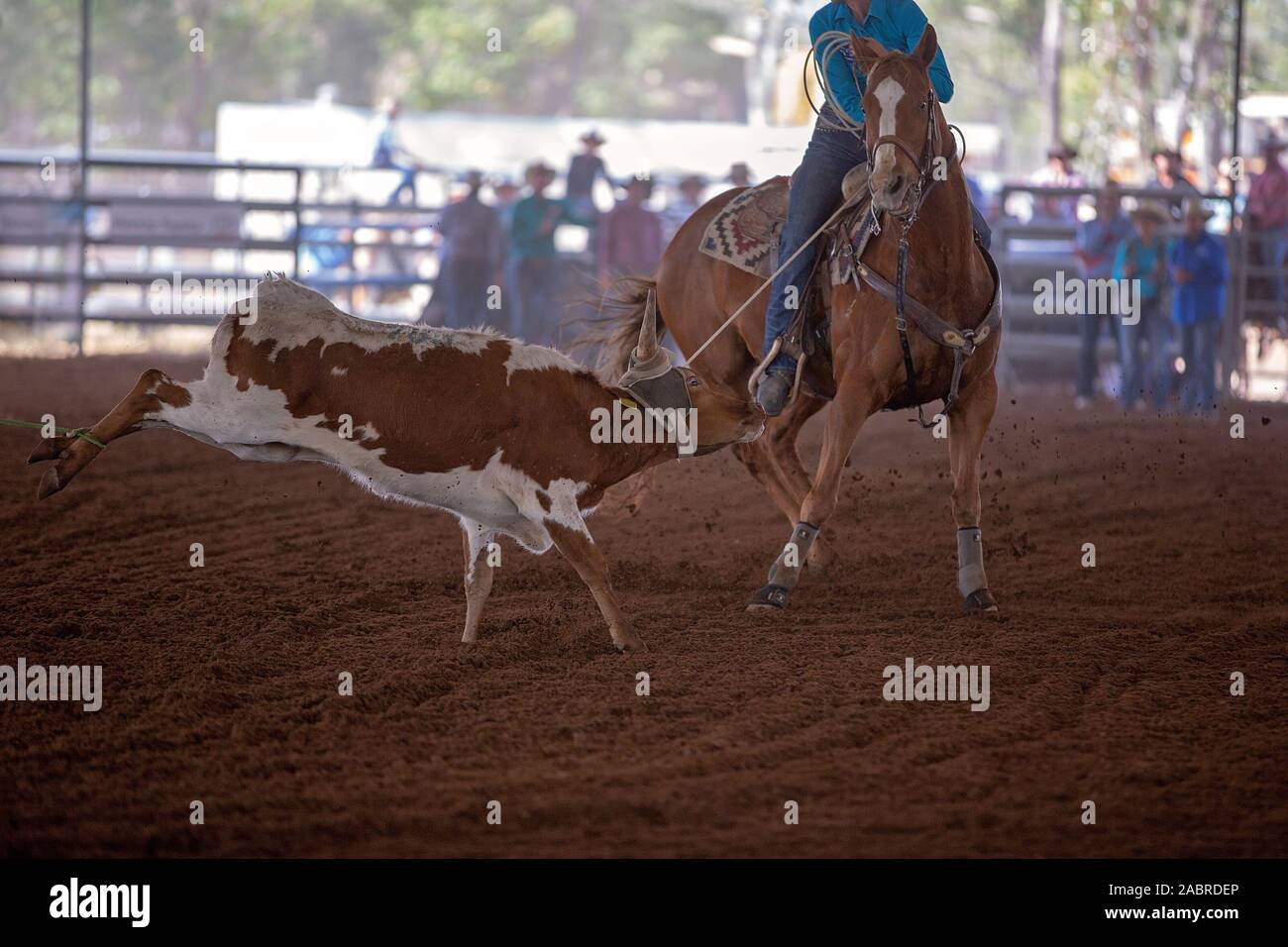 Calf roping event at a country rodeo with horse and rider Stock Photo ...